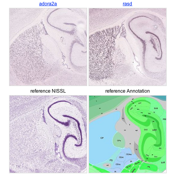 Allen Institute Analysis Examples