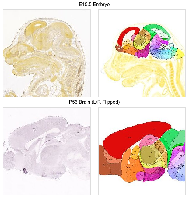 Allen Institute Analysis Examples